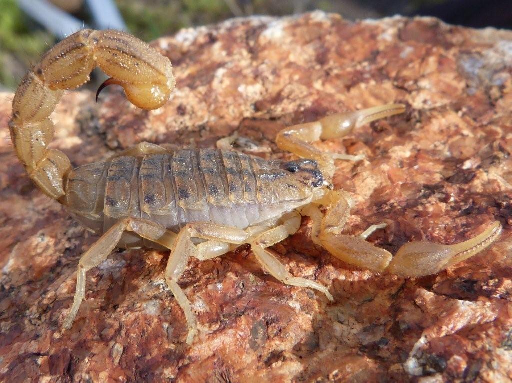 Safari Ecology: Why do scorpions fluoresce and other such trivia...