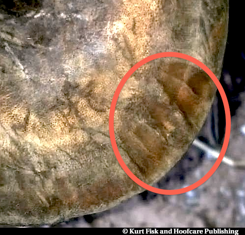 Fran Jurga`s Hoofcare + Lameness: Rats in the Stable? Check the Horses ...