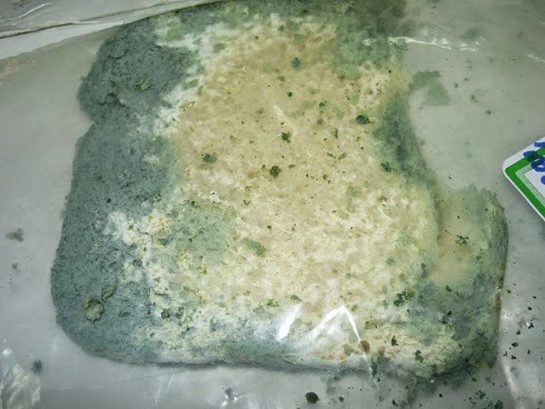 INSTITUTO SAGRADO CORAZON: REPRODUCCIÓN DE HONGOS EN RODAJAS DE PAN