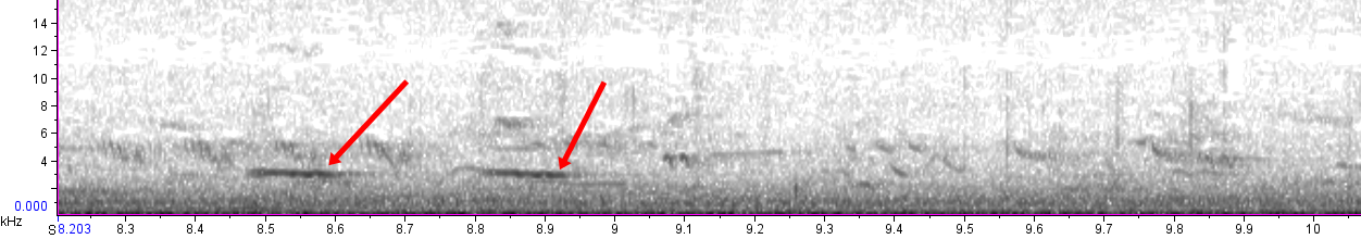Tim's Birding Blog: Sonograms