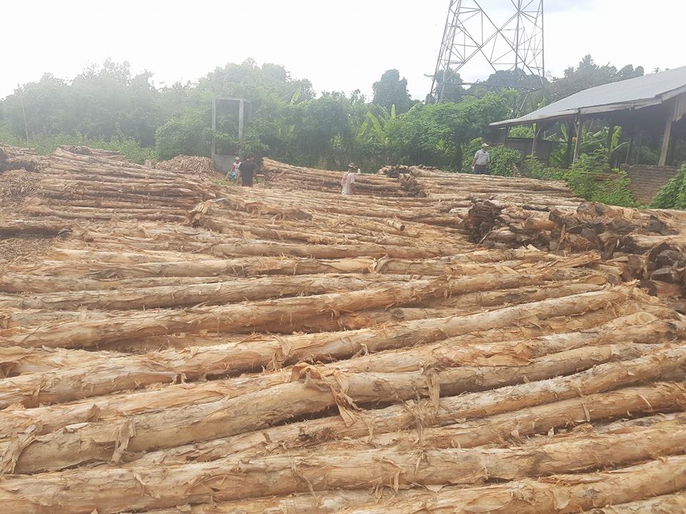 Kayu dolken gelam, Kayu turap dolken gelam, cerucuk dolken gelam ...