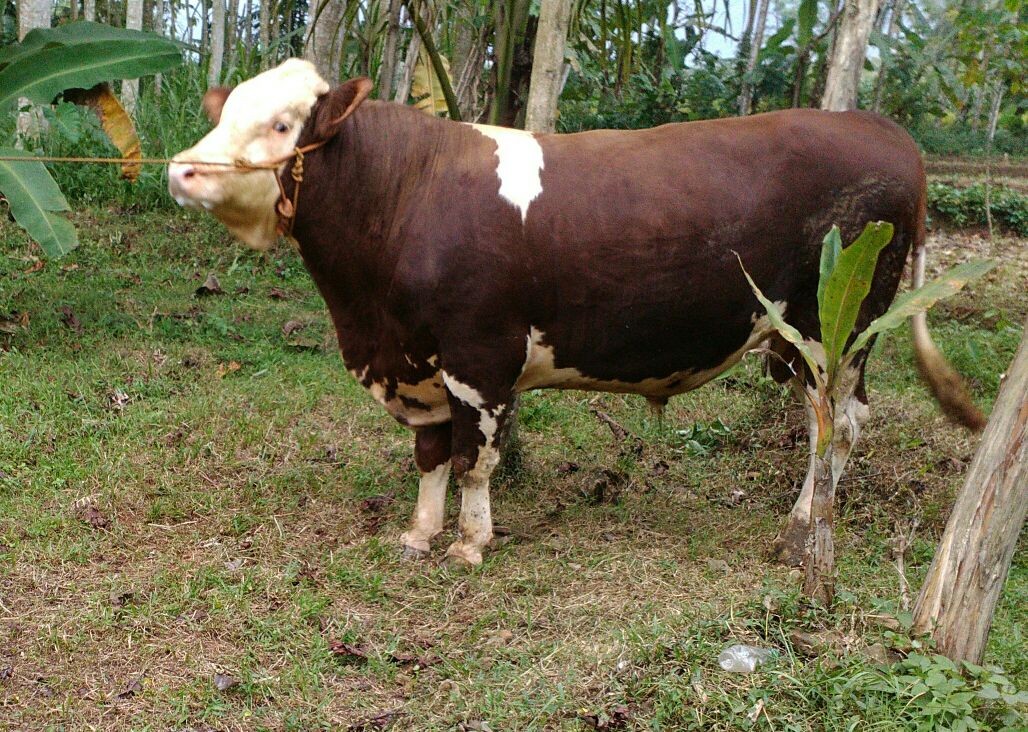 Sapi Limosin ,Simental, Bali, PO Siap Kirim Area Jabodetabek