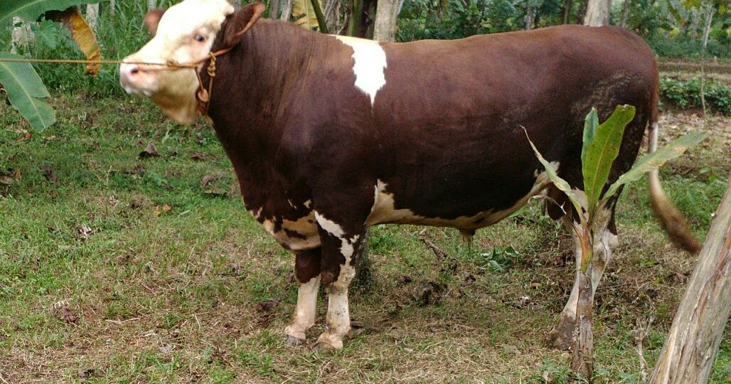 Sapi Limosin ,Simental, Bali, PO Siap Kirim Area Jabodetabek