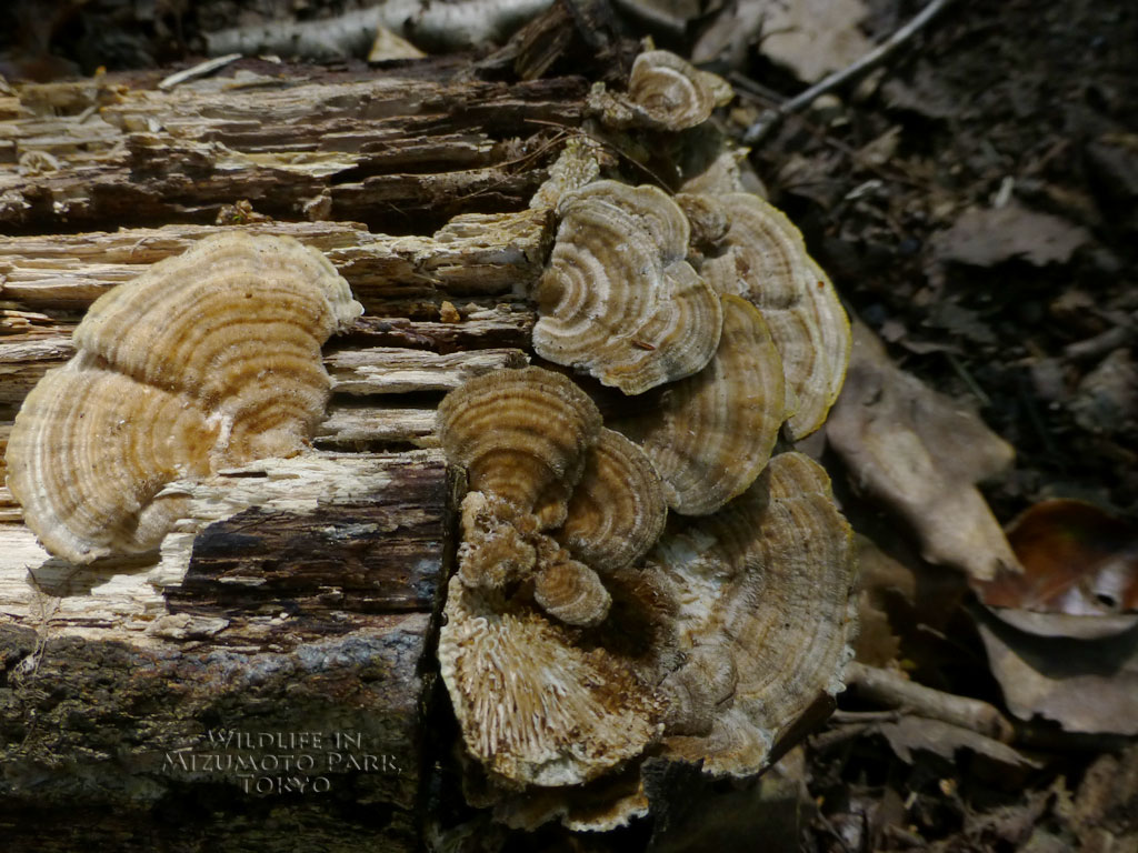 カイガラタケ Gilled Polypore-水元公園の生き物