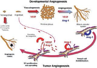 My Embryo Notes: ANGIOGENESIS