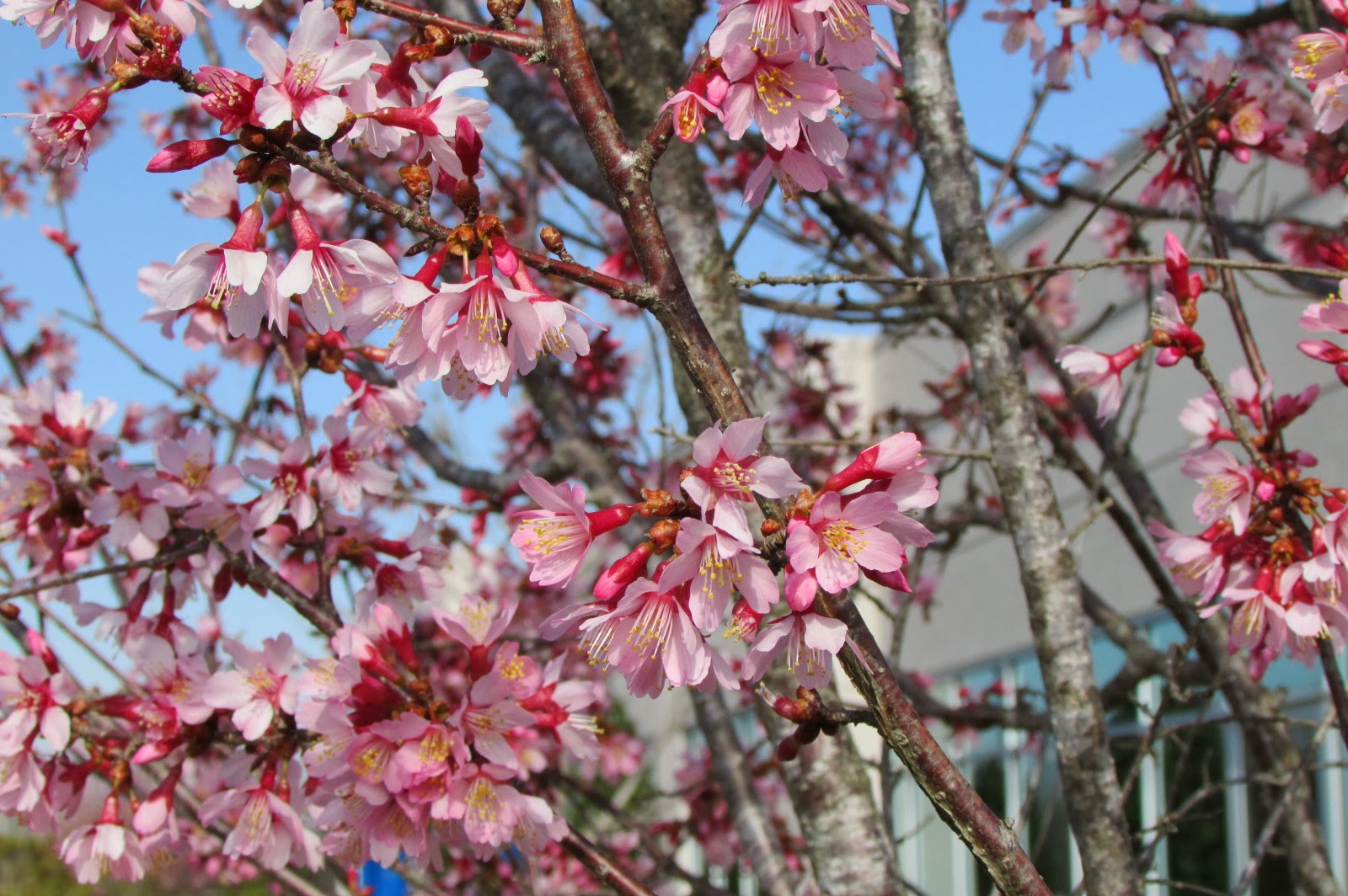 Love For His People: Spring in Charlotte - THANK GOD!