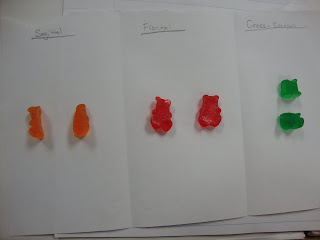 Anatomy&Physiology212: Body Planes and Sections