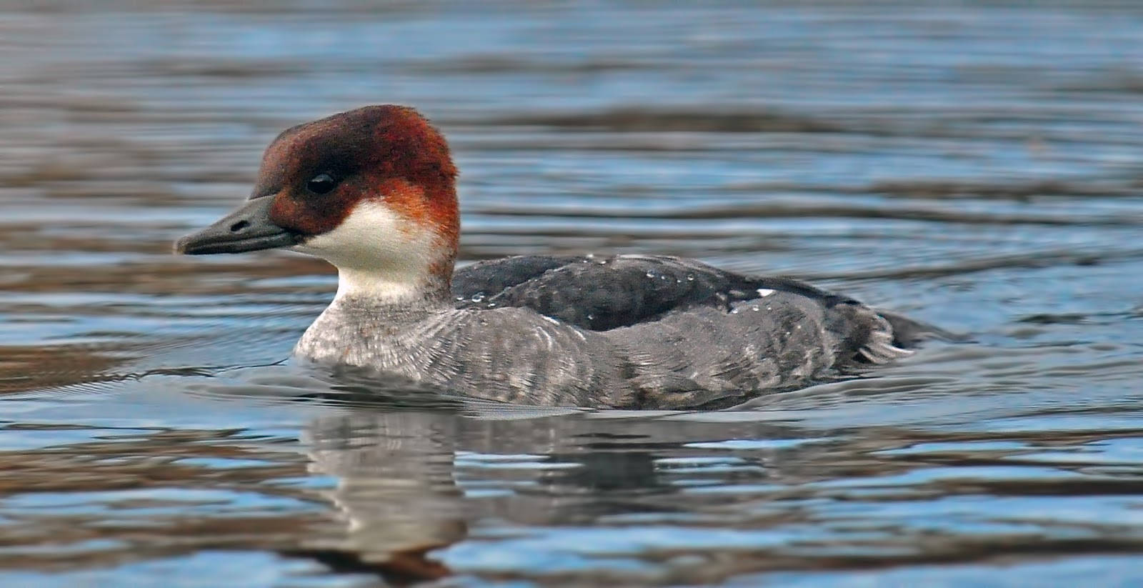 2017 My Birding Year: Ythan and Smew
