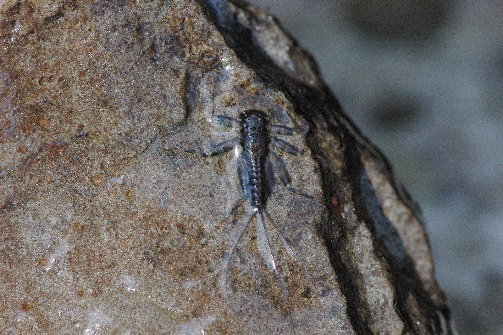 Field Biology in Southeastern Ohio: Springtime, I can DIG it.