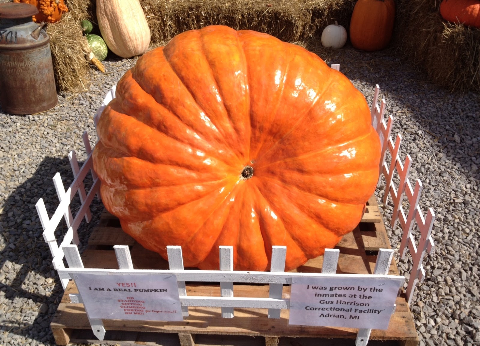 Wayside Treasures: A Fall Farm Visit with Unique Pumpkins and Squash
