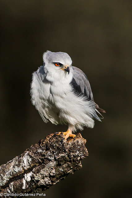 ELANIO AZUL - Elanus Caeruleus | Observatorio de la Naturaleza