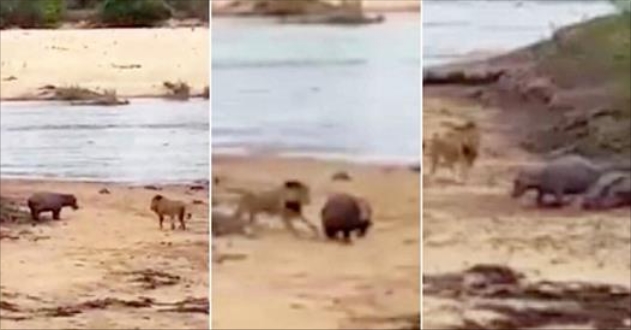 White Wolf : Keeping Mum: Baby hippo seen protecting sick mother from lion