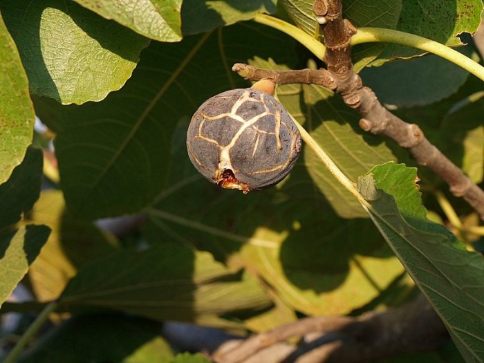 Cuiro de bou Fig - Var Tin