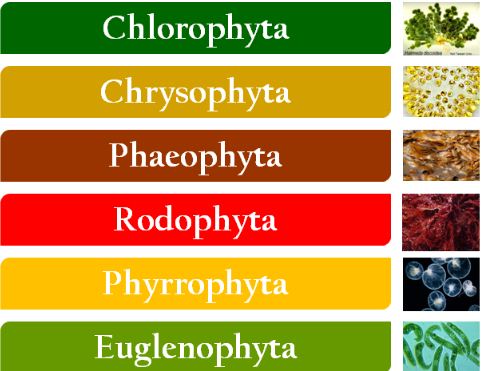 Jelaskan persamaan dan perbedaan Chrysophyta, Pyrrophyta, Chlorophyta ...