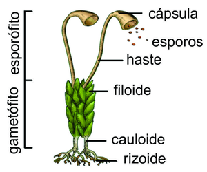 Blog de Biologia EJA: Classificação das plantas