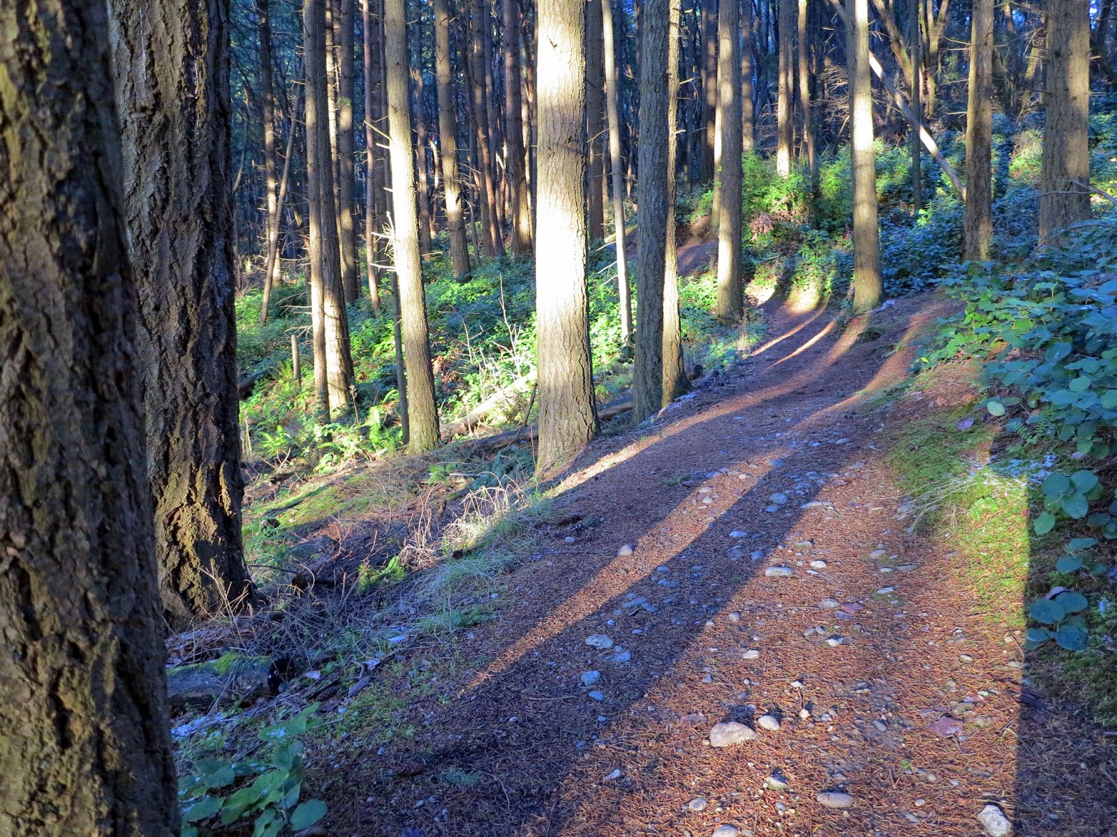 Flitzy Phoebie: Hiking Snake Lake - Tacoma Nature Center