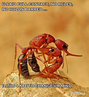 Amanda Swisten: Images Funny ant pictures-funny pictures and sayings