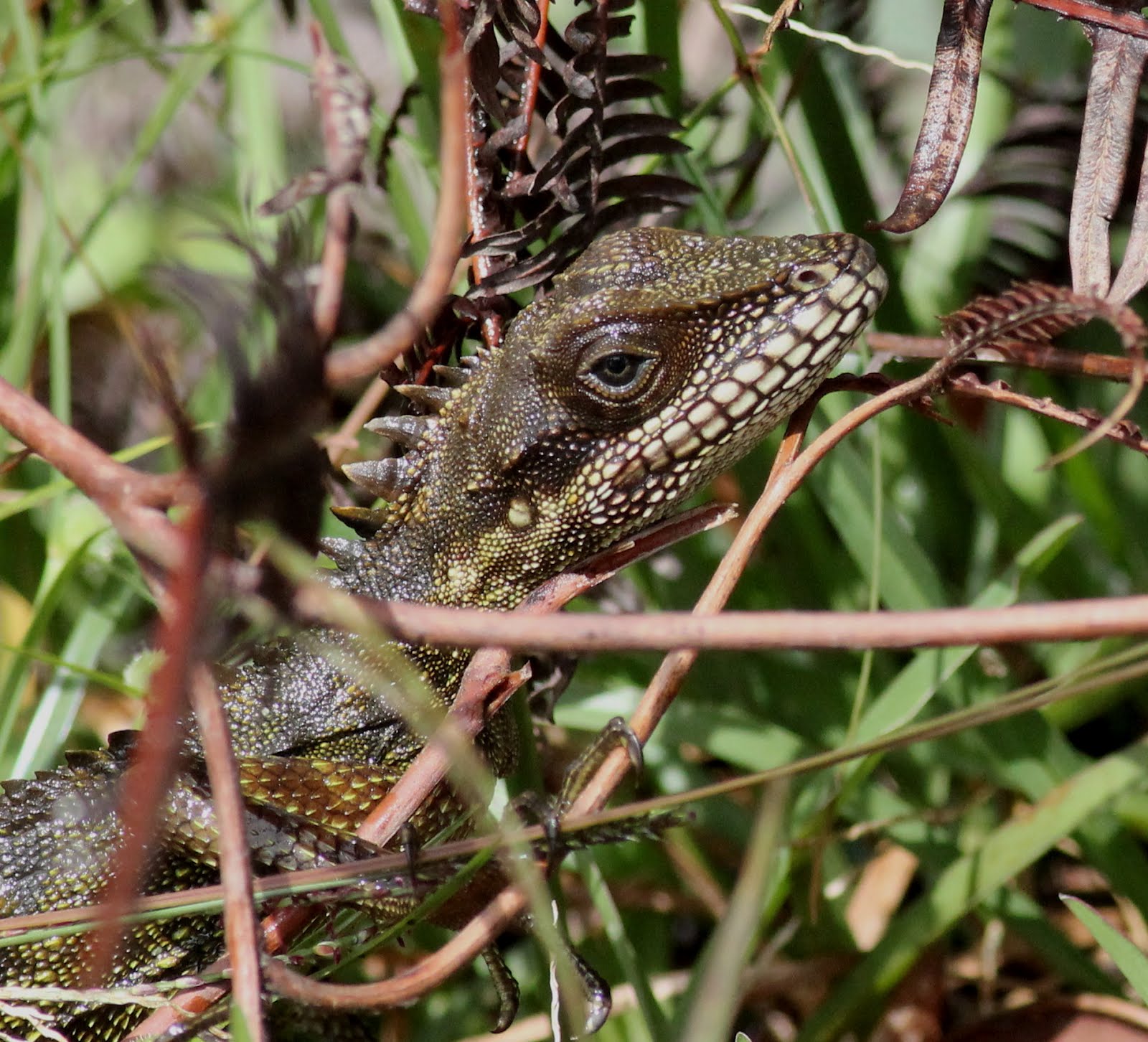 Ron-Nature-Adventures: Robinson's Angle-Head Lizard (Gonocephalus ...