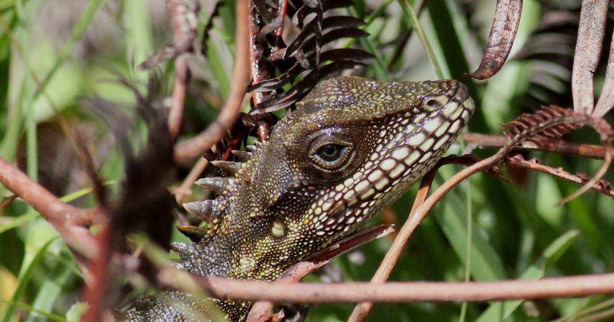 Ron-Nature-Adventures: Robinson's Angle-Head Lizard (Gonocephalus ...