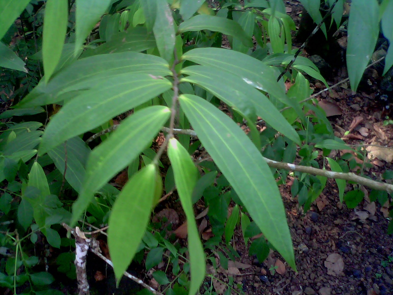 Rare Ayurvedic Plants
