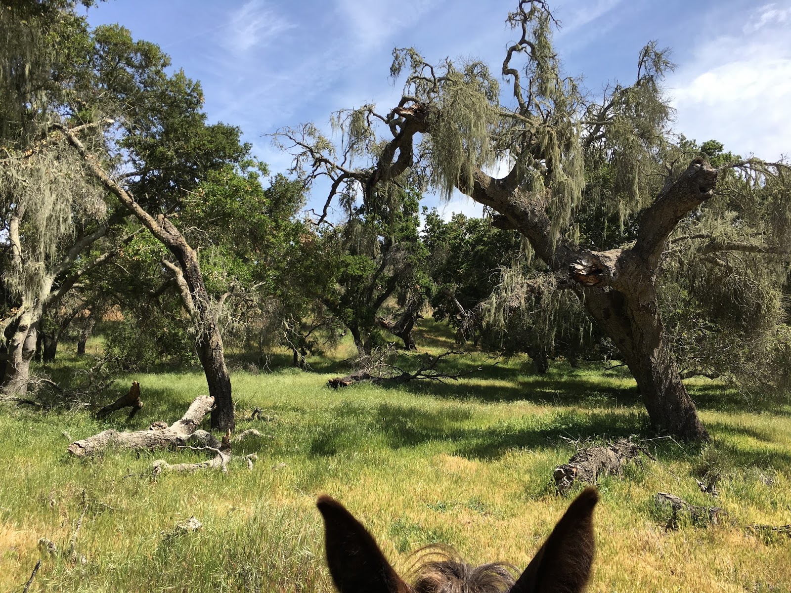Mule Riding on Chamberlin Ranch - edhat