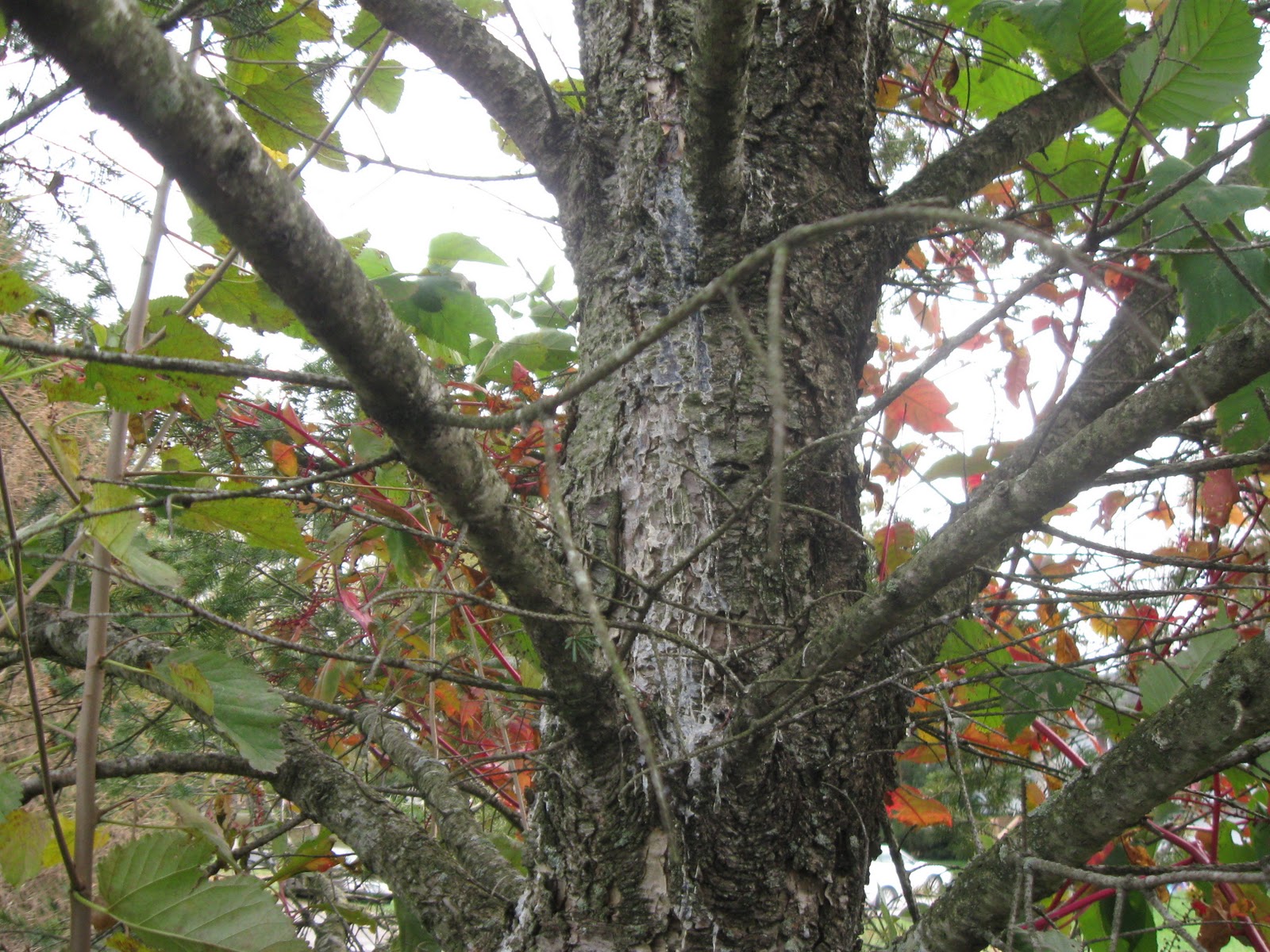 University of Illinois Plant Clinic: End of the Season, "My Spruce is ...