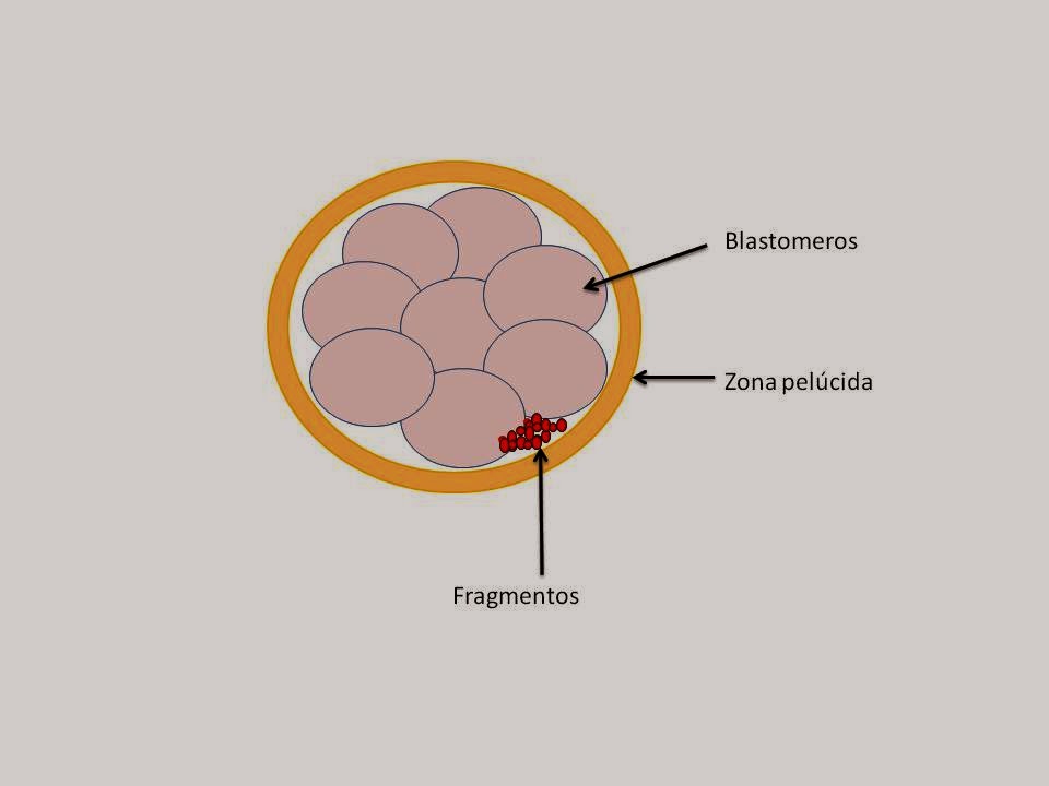 Embryo For Life: Aprendendo a Classificação dos Embriões
