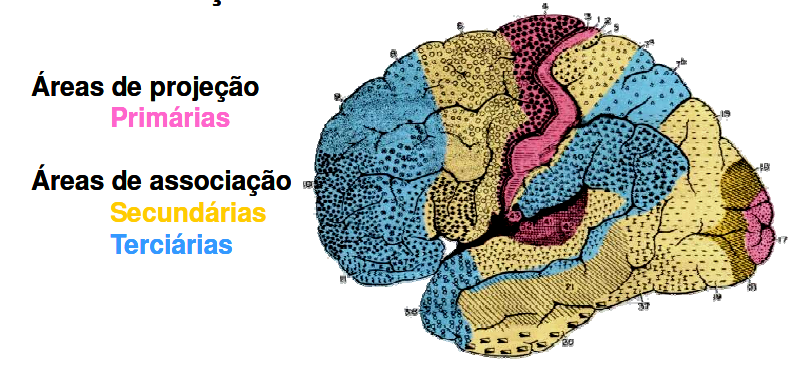 Córtex Cerebral Neuroanatomia Estrutura E FunÇÕes Do CÓrtex Cerebral