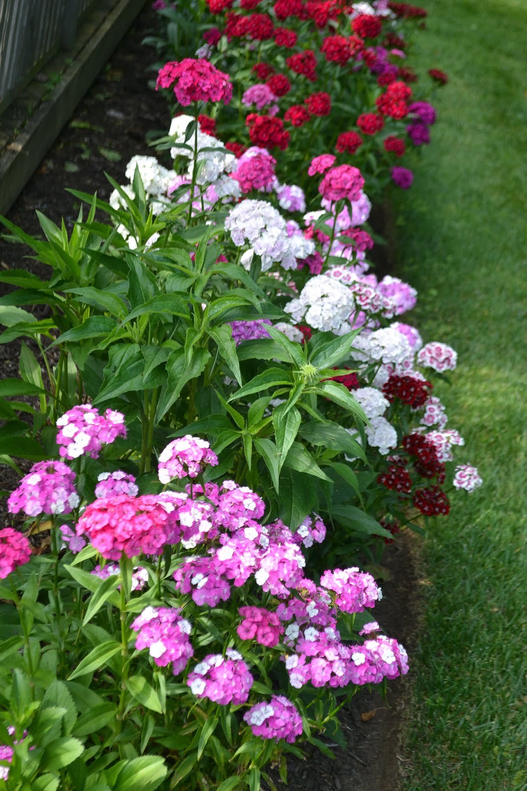 Spirea Plant Spiria | doodlekun