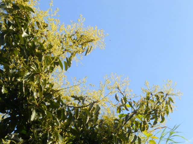 Maui Jungalow: Avocado Trees in Bloom