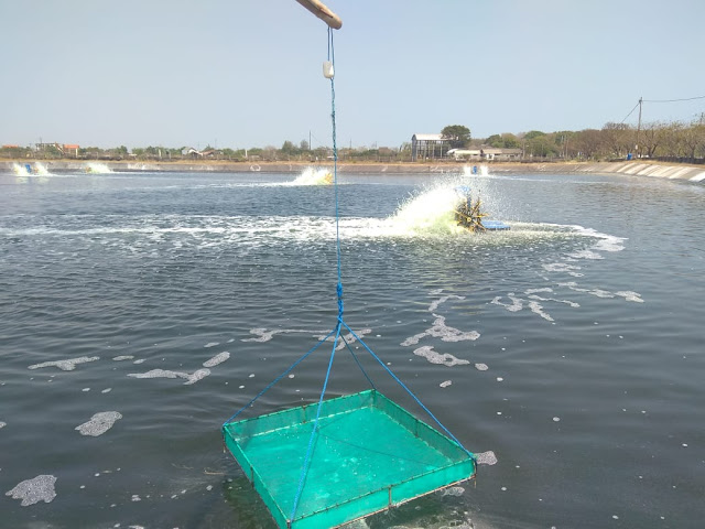 Manajemen Pakan Udang Dengan Sistem Anco