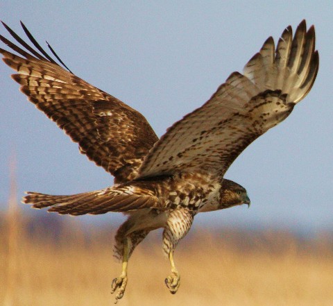 Funny Pictures Gallery: Hawk bird, golden hawk bird, hawk