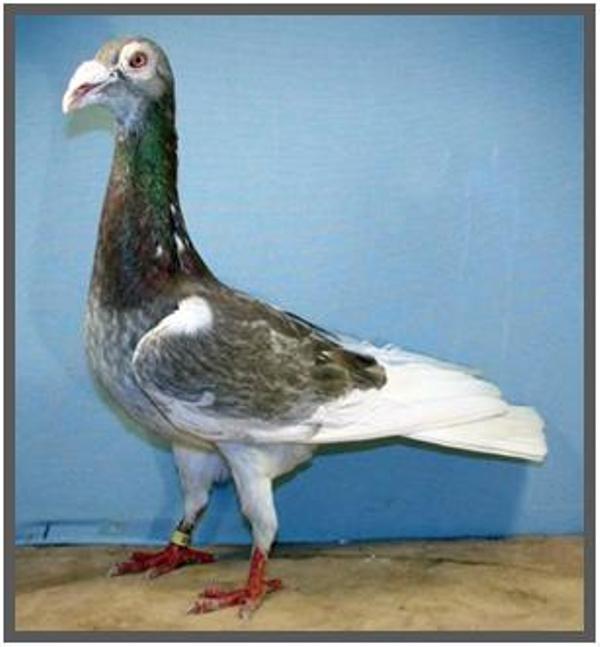 Polish Bagdad | BD PIGEONS