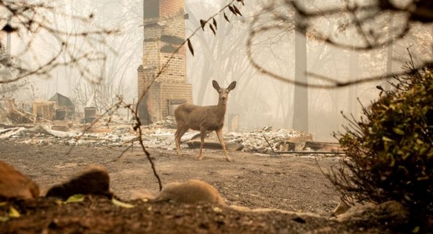 White Wolf : California wildfires: Animal rescue heroes come to the aid ...