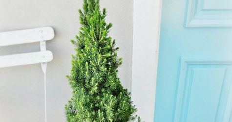 Small Coastal Beach Christmas Tree Ideas for Outside | Outdoor Mini Trees