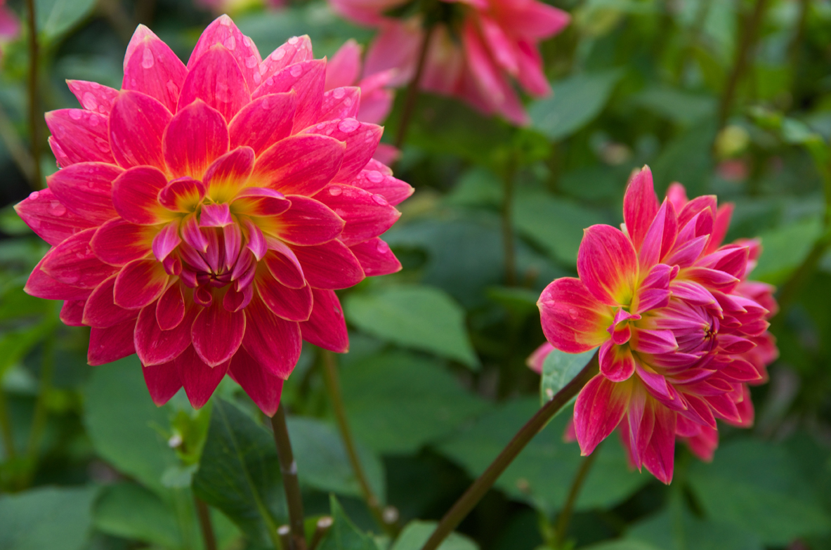 Photographer's Garden: Dahlias on trial