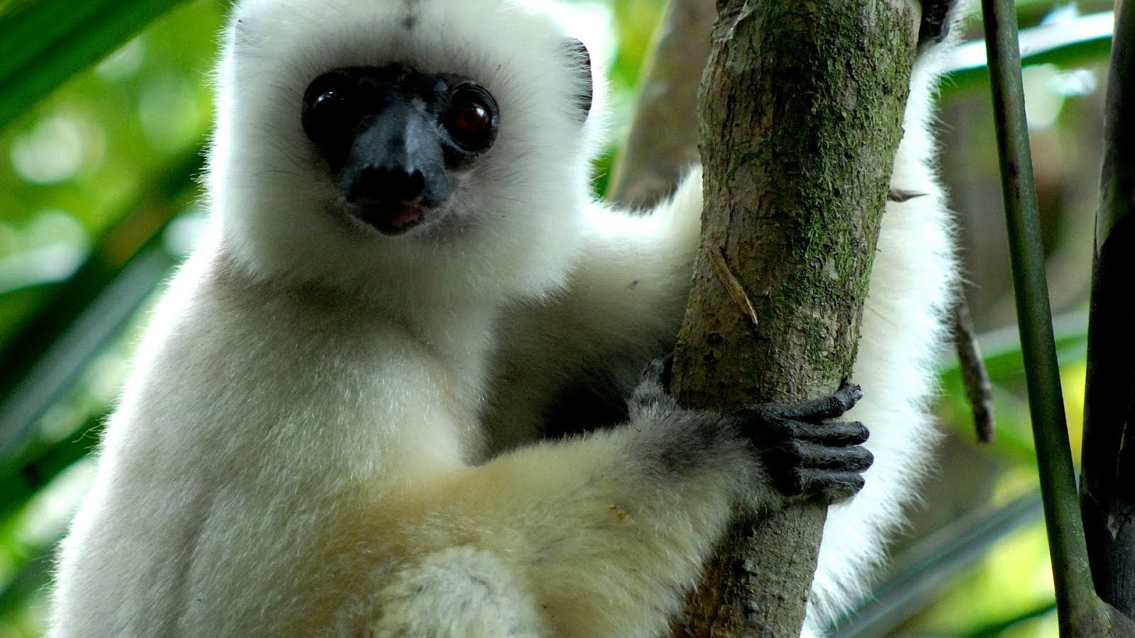 What Does Endangered Mean - Danger Choices