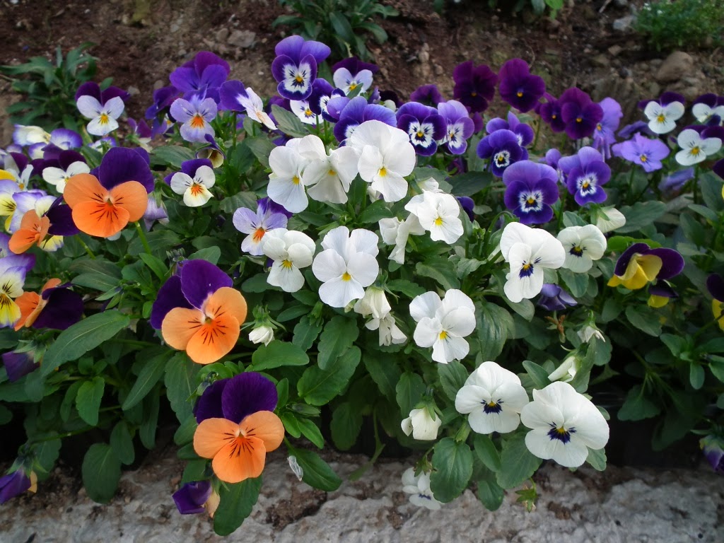 The Viola Tub: What's In A Name?