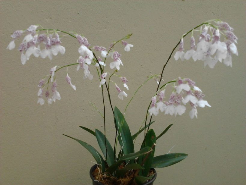 Rodriguezia decora care and culture | Travaldo's blog