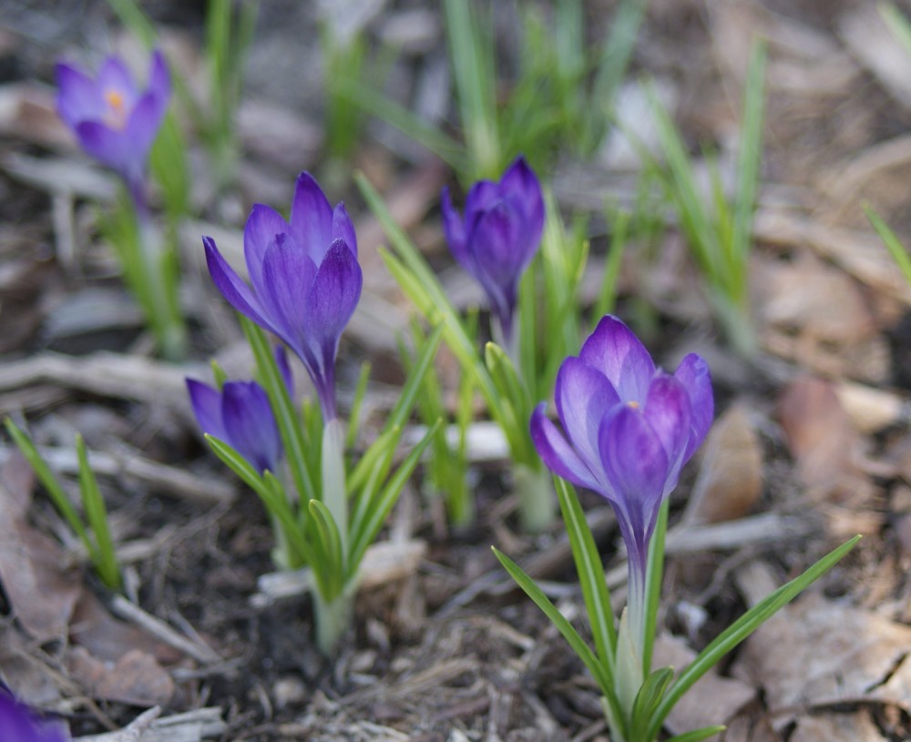 Visit My Garden: Extra Early Spring Bulbs