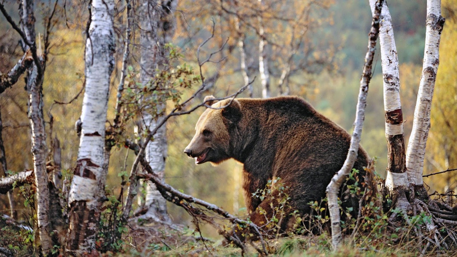 O Livro da Natureza: Ursos