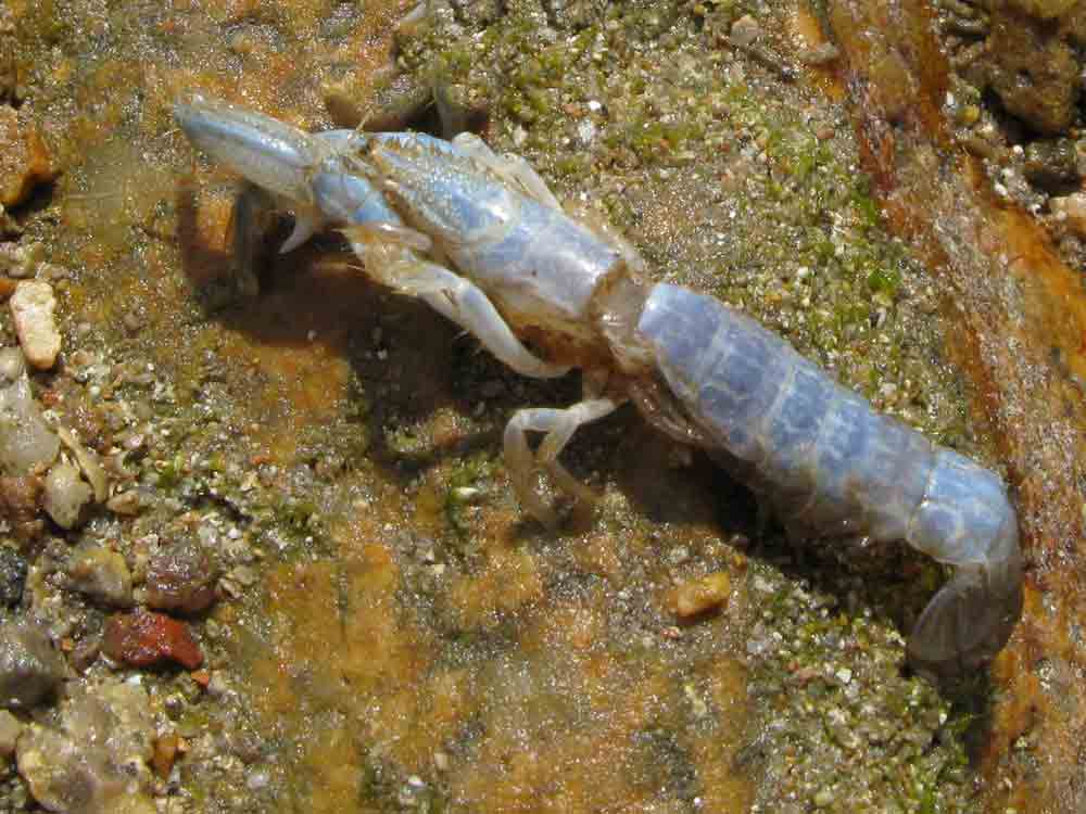 Segreti della Pesca: Esche: le Corbole