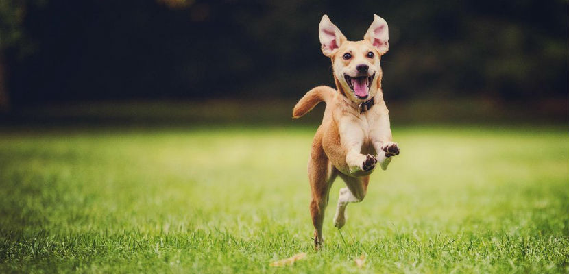 TIPS PARA QUE TU MASCOTA VIVA FELIZ