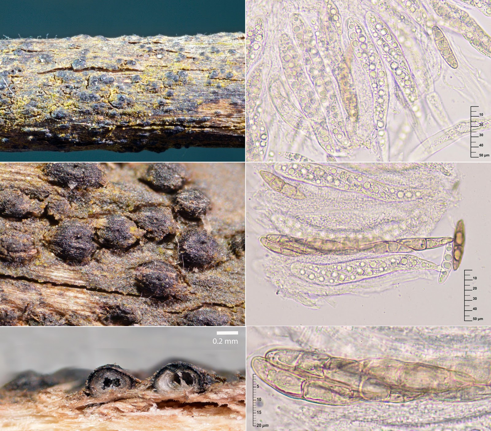 Lindgomyces griseosporus Ying Zhang, J. Fourn. & K.D. Hyde • CEMAS