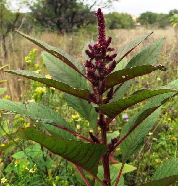 Roots 'n' Shoots: Backyard Bushveld Safari