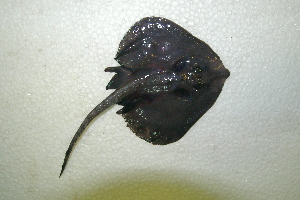 Artes de Pesca: VAMOS A PESCAR RAJELLA, RHINORAJA, RIORAJA, Y ROSTRORAJA