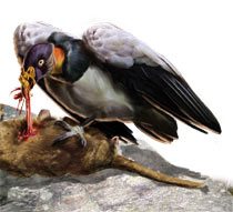 ANIMAIS DETRITÍVOROS