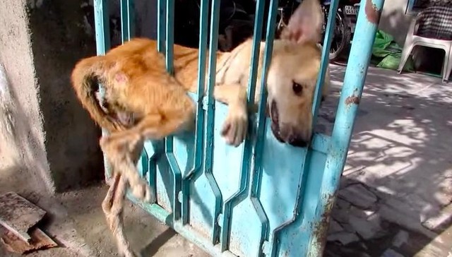 Desperate Dog Trapped In Gate Has The Sweetest Reaction To Being Freed