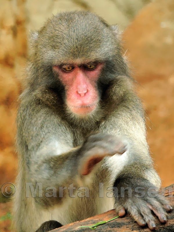 Captando a Luz: Macaco-japonês polindo as unhas