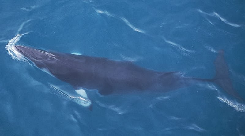 Common Minke Whale